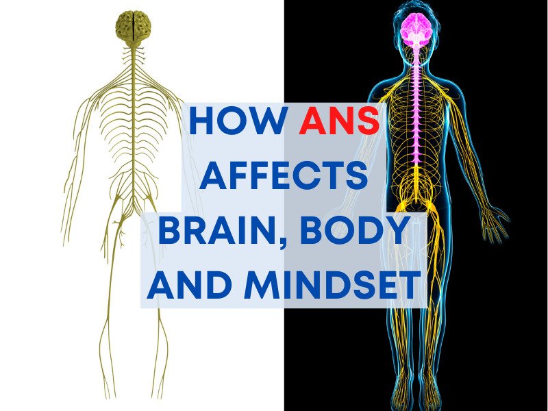 The Autonomic Nervous System | Effects on Mindset, Brain, and Body