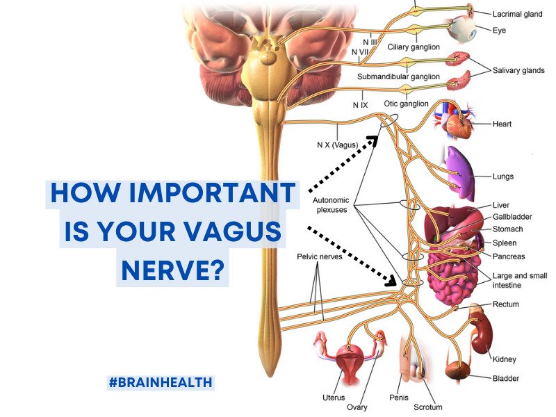 Function of The Vagus Nerve | What It Does and Why You Should Care